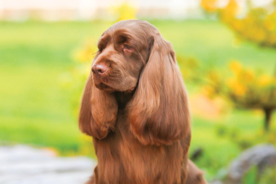 Sussex Spaniel - The Breed Archive
